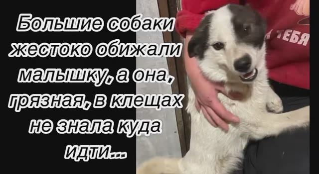 Большие собаки жестоко обижали малышку, а она, грязная, в клещах не знала куда идти…