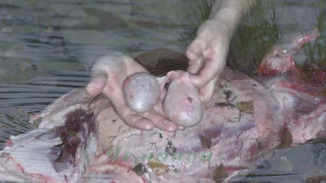 Как правильно извлечь струю у бобра