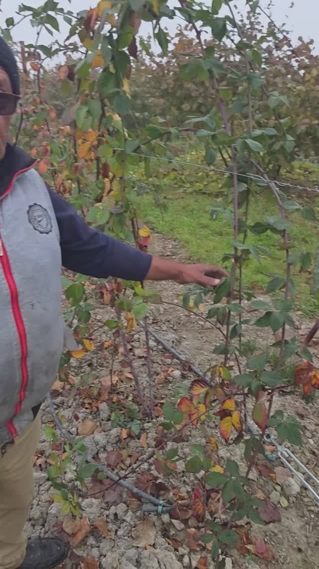 Начали с ежевики закончили клубникой, как бороться с соседями? Кабачками на деревьях🤣. Азербайджан