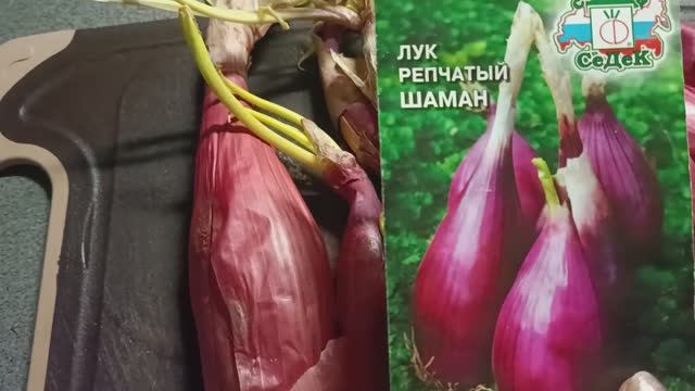 Лук, который я больше никогда не буду сажать