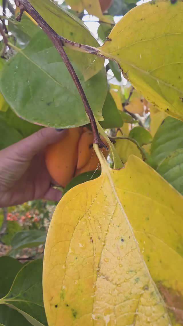 Сад хурмы прекрасен, Шеки, Азербайджан