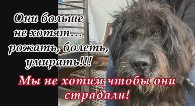 Они больше не хотят… рожать, болеть, умирать!!! Мы не хотим чтобы они страдали!