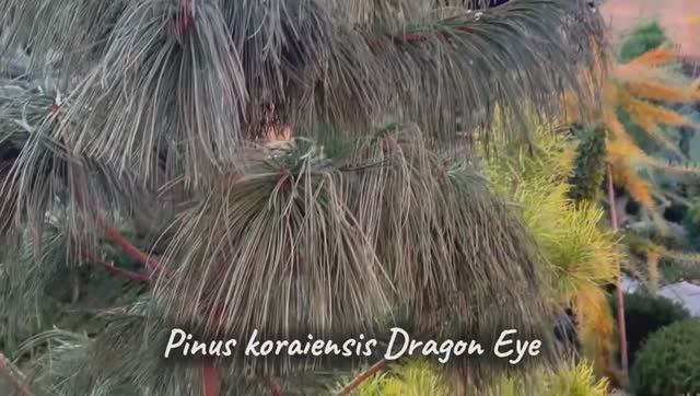 Pinus koraiensis Dragon Eye