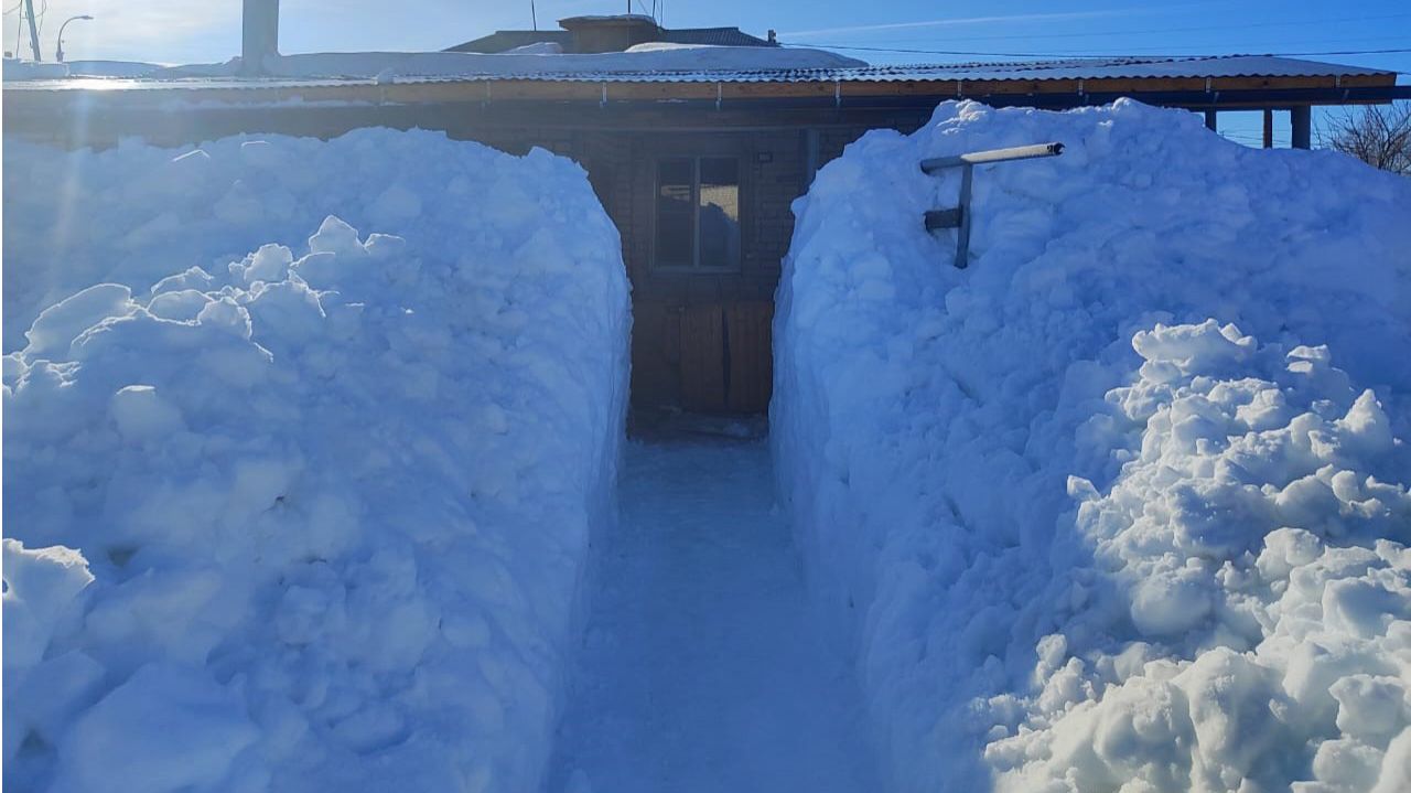 Как укрыть розы в зиму, если зимой с крыши падает много льда и снега на цветник.