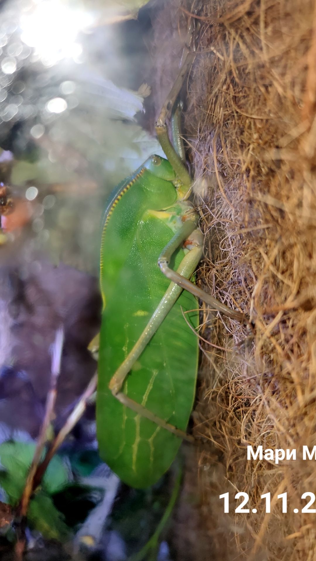 Мой кузнечик увеличился в 3 раза меньше чем за 10 дней!! Я в ШОКЕ!!! #гигантскийкузнечик