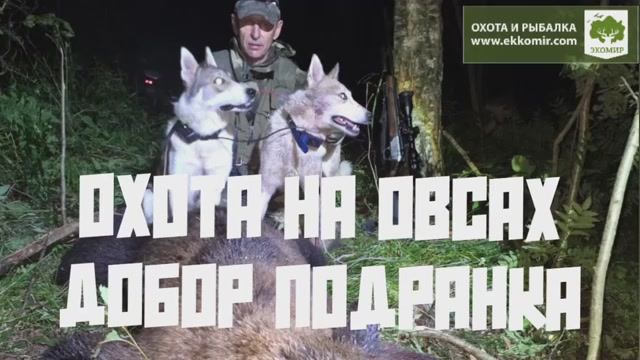 Охота на овсах в Тверской области на медведя