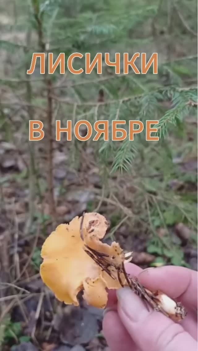 Лисички в ноябре 😲