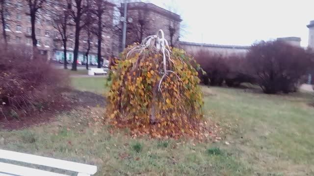 Кривые перевёрнутые деревья в парке