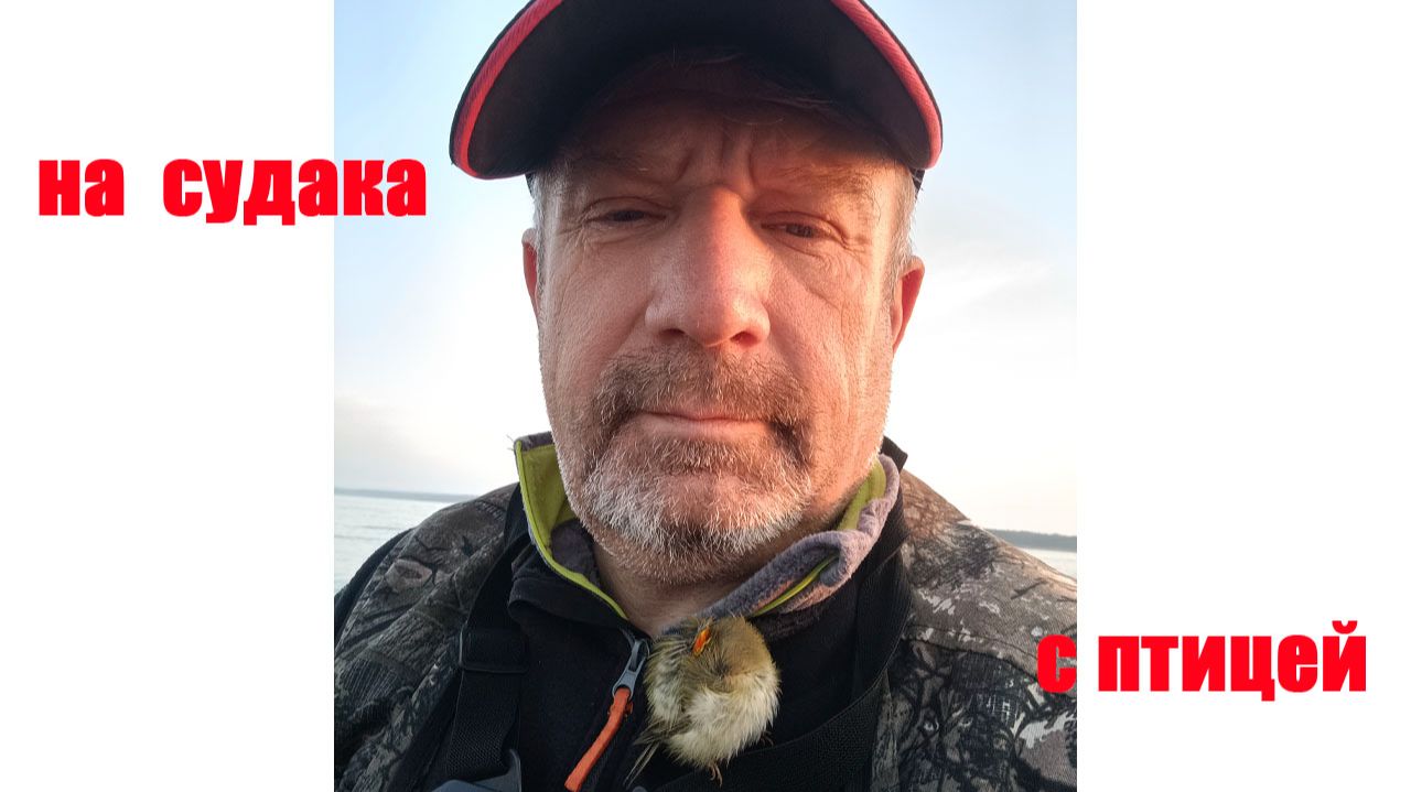 На судака с птицей