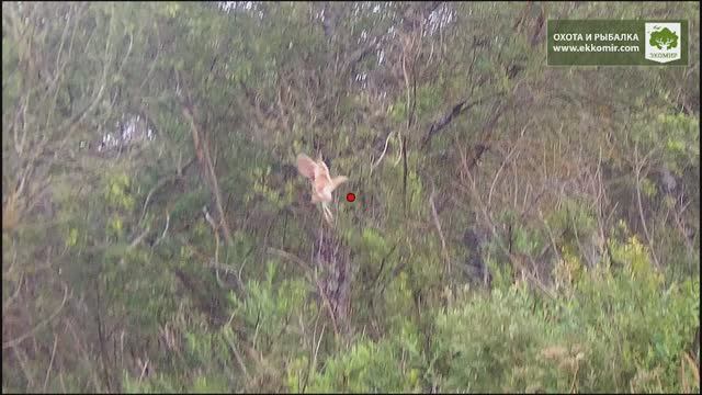 Охота на коростеля. Прекрасный выстрел из под дратхара Лесси