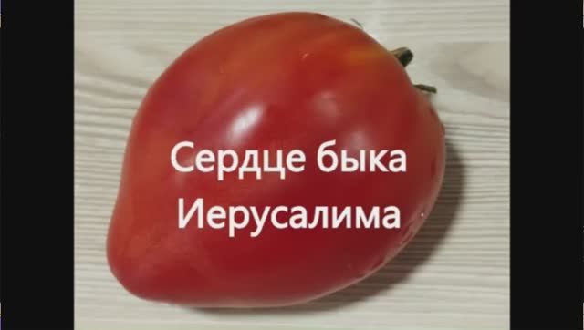 Каталог томатов 2025 года. Часть 12. г. Киров