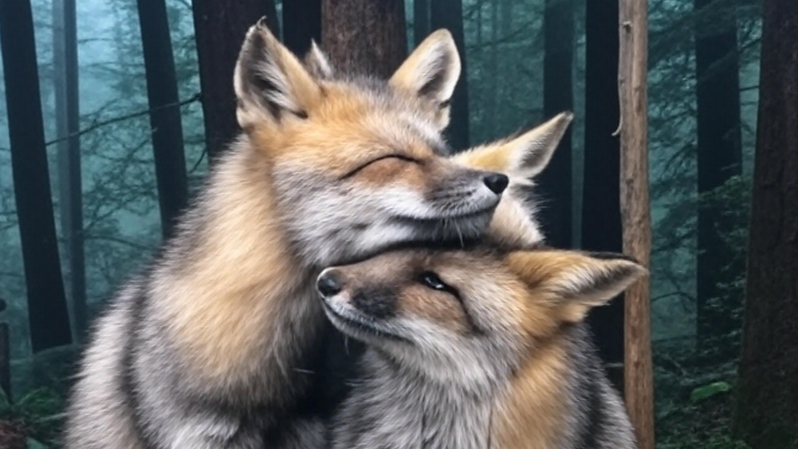 домашняя лиса #уралиса