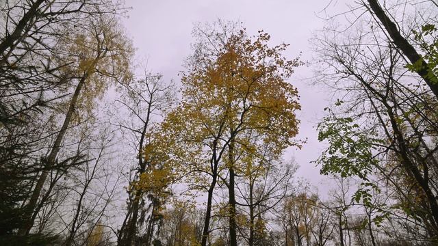 Осень в Туле(7)