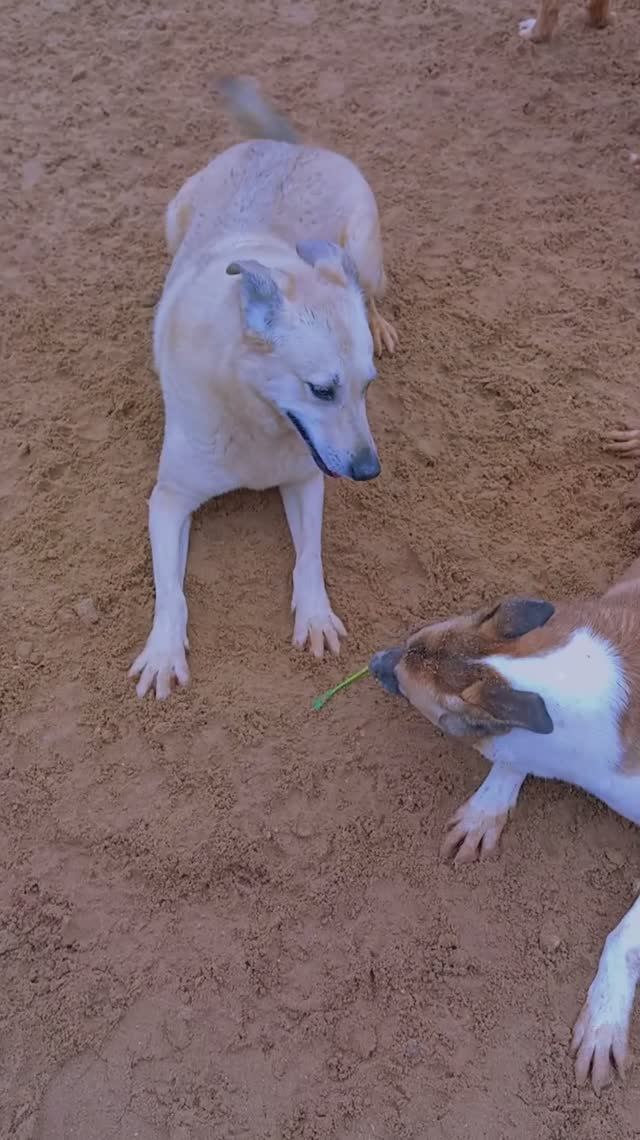 "Травинка раздора?"🌾 ❥ Приют в Малинках