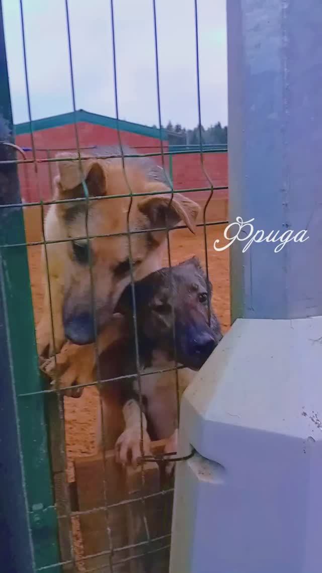 "Проза дня глазами Фридочки" ❥ Приют в Малинках