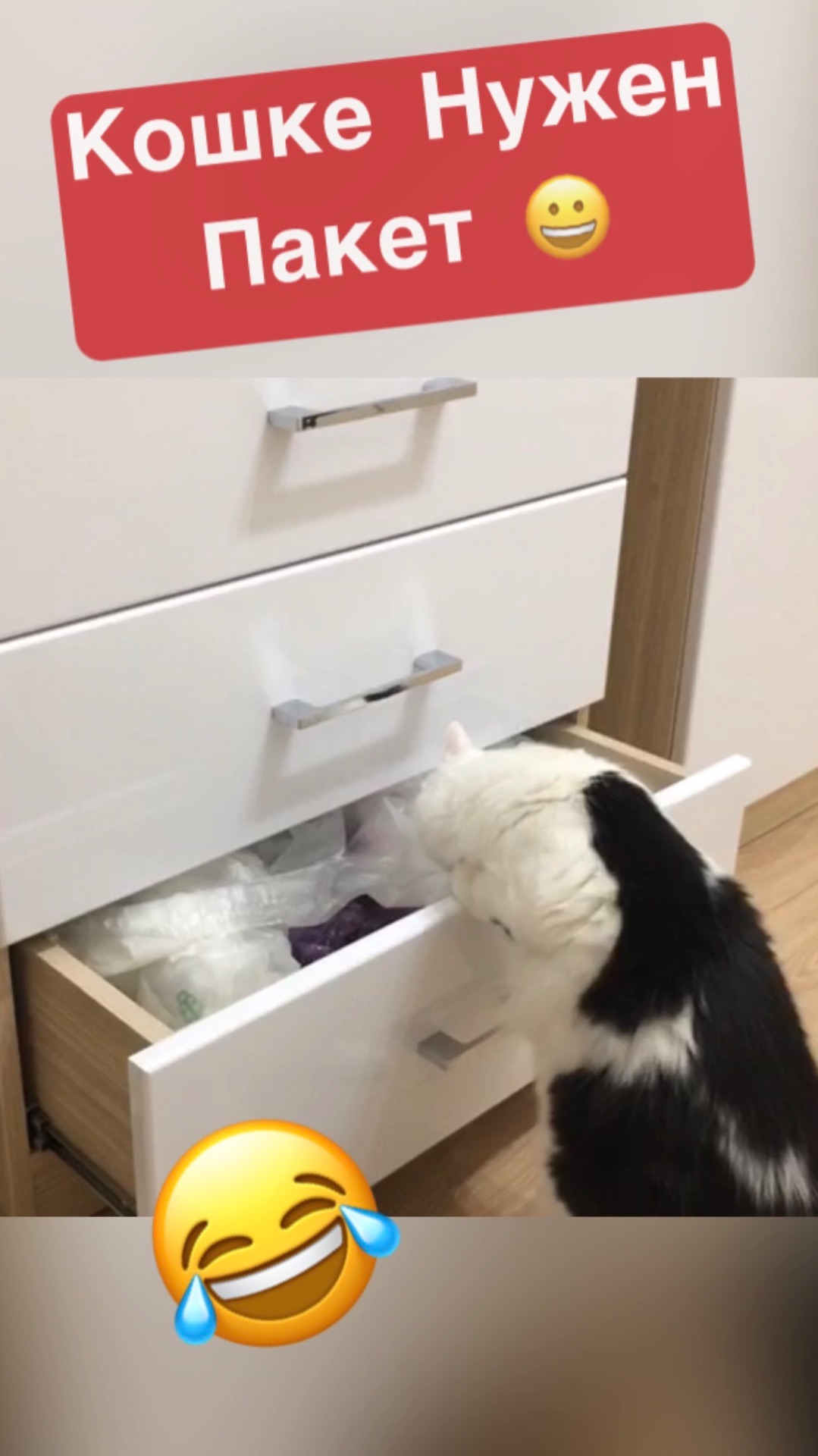 Забавная Кошка 🐈 Срочно понадобился пакетик 😀