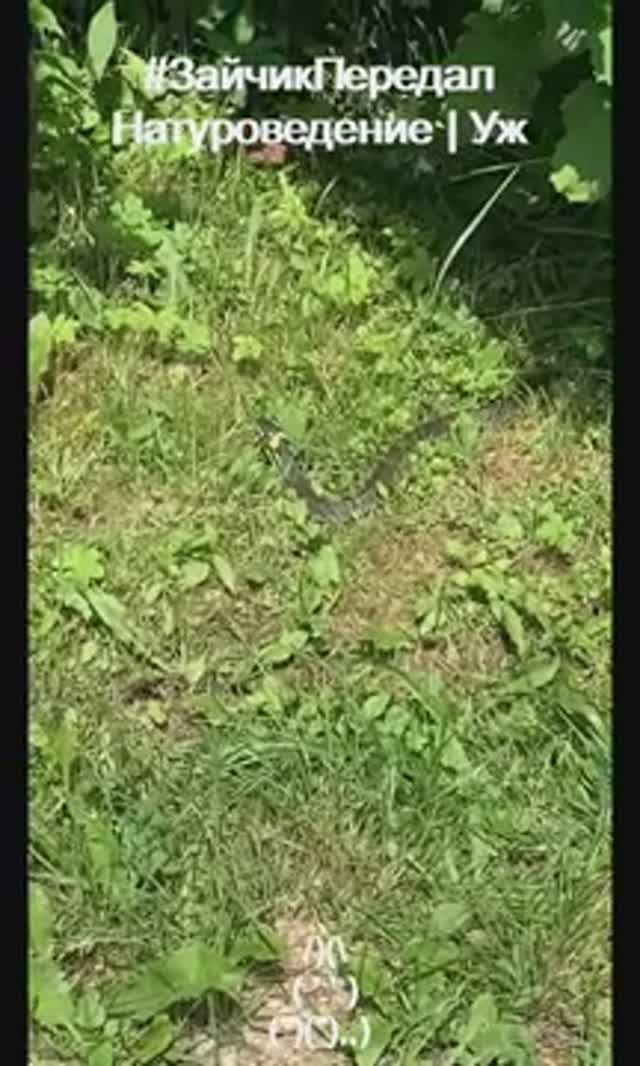 Зайчик передал – Натуроведение | Уж