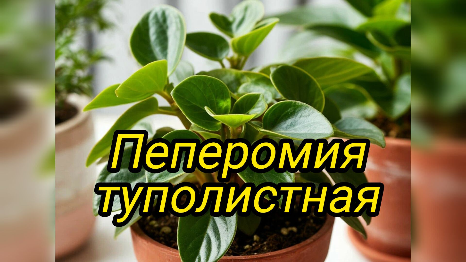 Пеперомия. Черенкование.