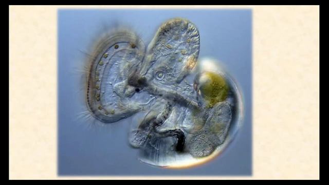 Интересный факт: «Как появляется ракушка»