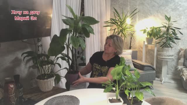 Омоложение диффенбахии. Результат черенкования спустя месяц и год.