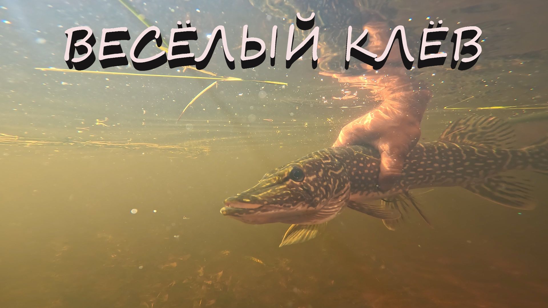 ХОРВАТСКОЕ ЯЙЦО | ОТБОЯ НЕТ ОТ ЩУКИ