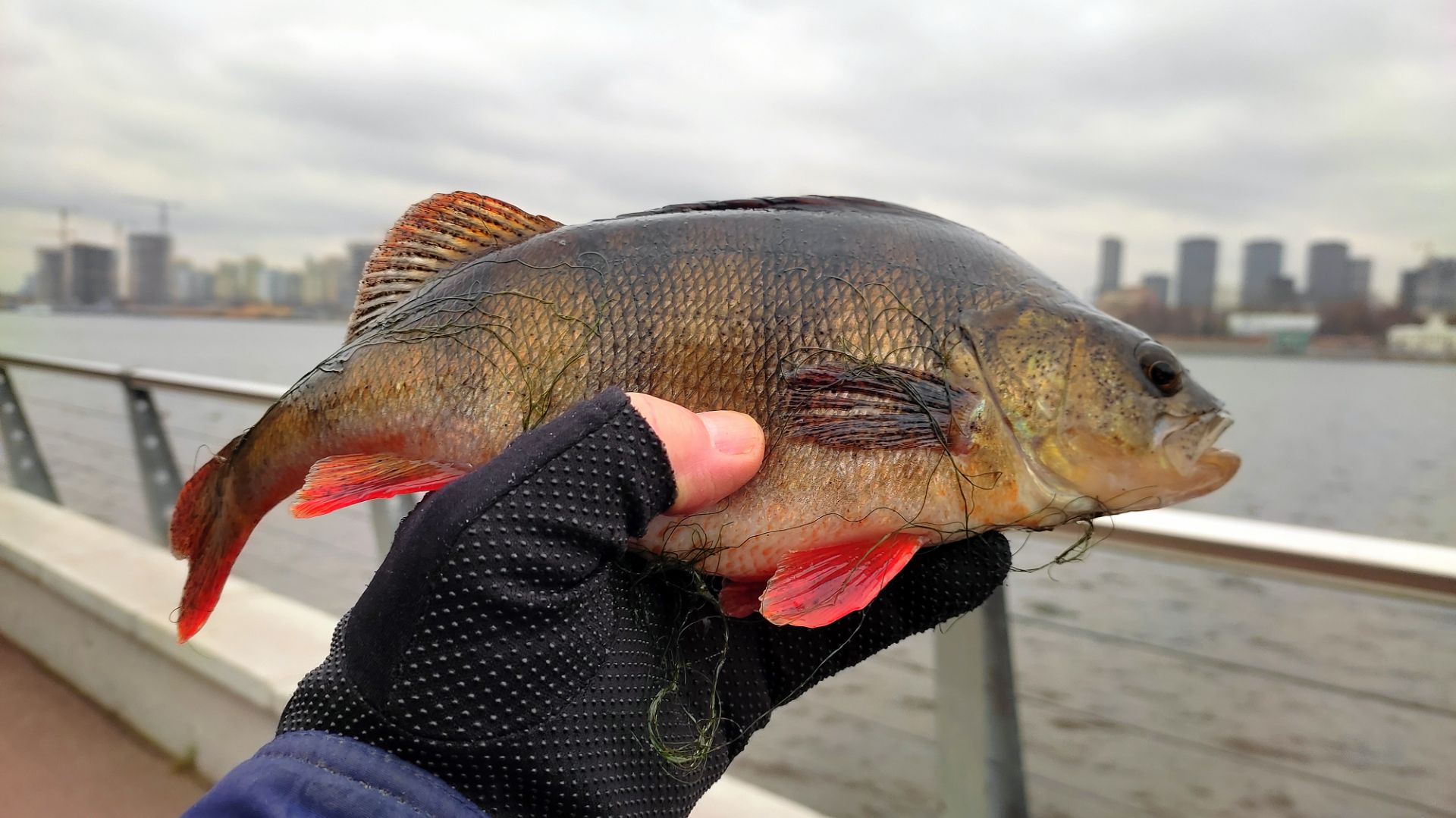 Окунь Химкинского водохранилища. 13.11.2025.