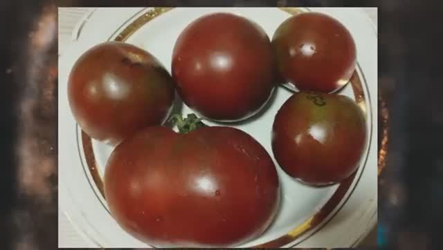 Эти томаты отлично подходят для консервирования. г. Киров