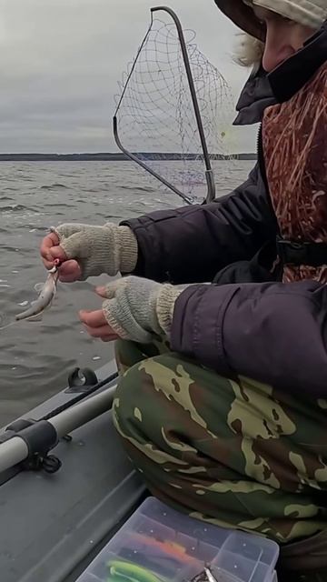 Рекордный берш ))