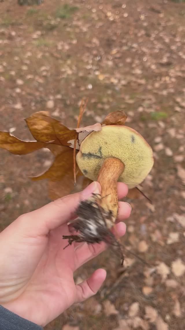 Грибы Беларуси в ноябре