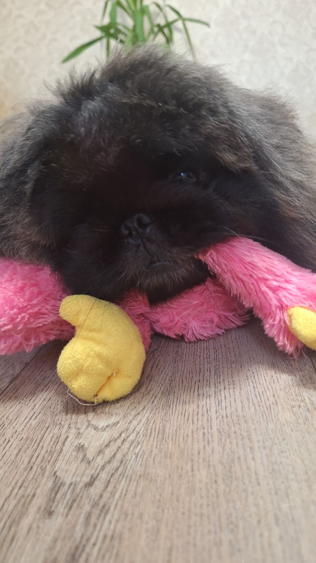 Дендик Пекинес опять в игре