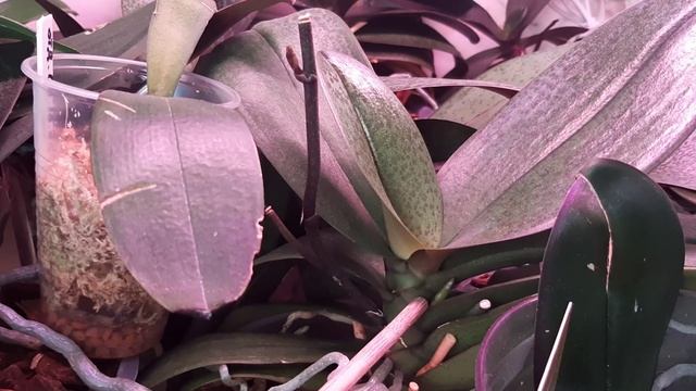 Готовимся к зиме,моемся, поливаемся. Купила новое УДО, но оно не подошло.