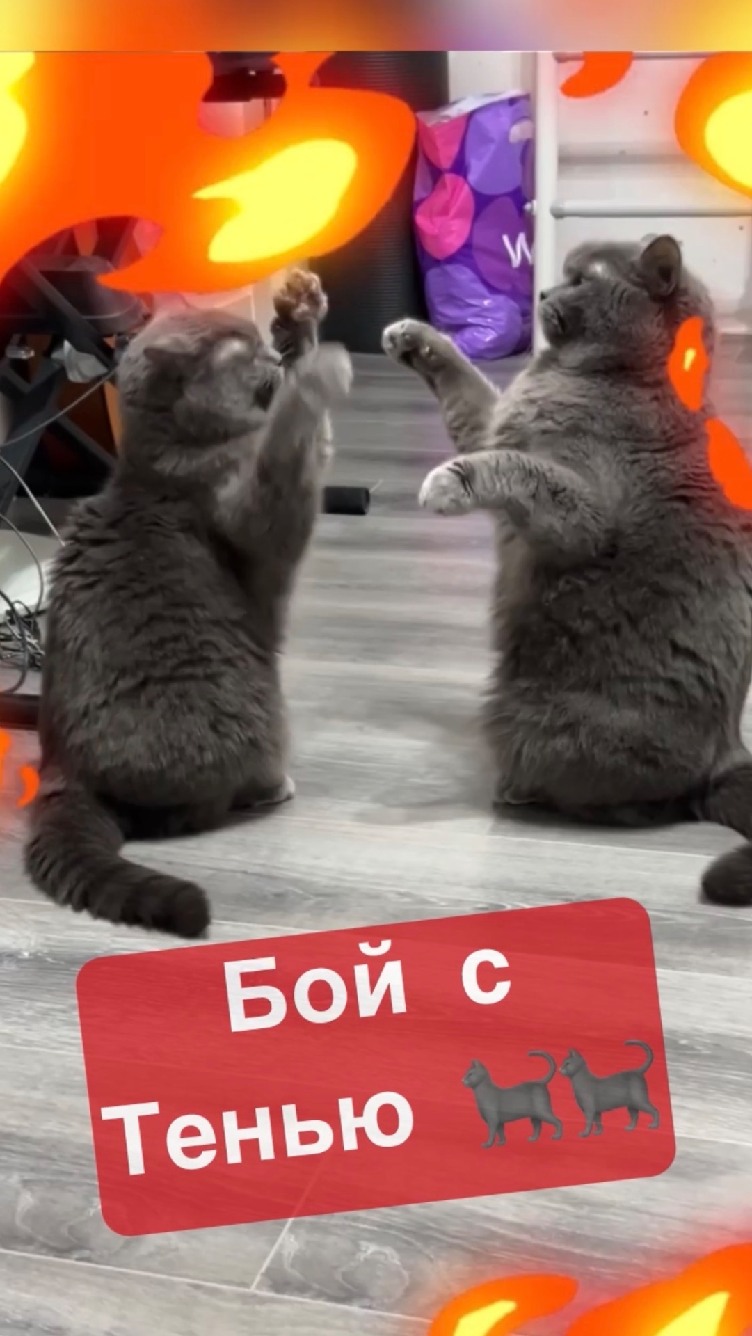 Кошачий бой 🐈🐈⬛
