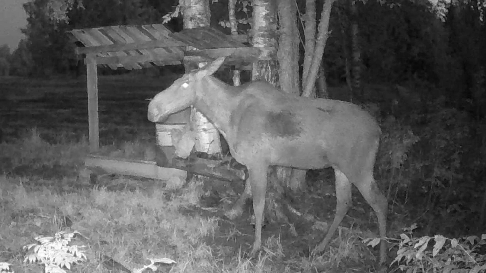 Жизнь в лесу: увлекательное наблюдение за лосем у солонца