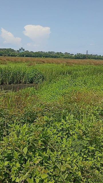 Болота Испани в Кобулети (Грузия) 14.07.2025