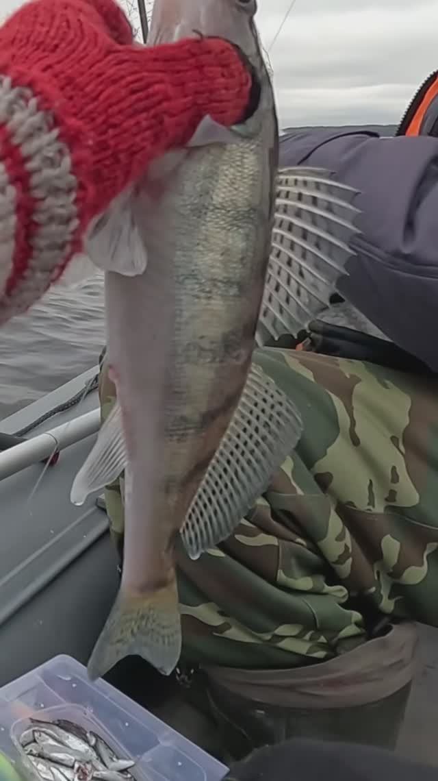 На желтый глаз!