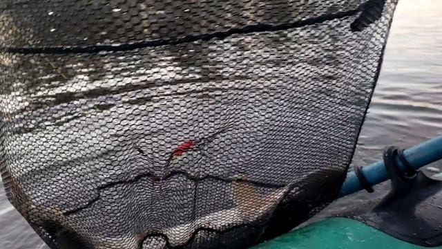 Поймали щуку!