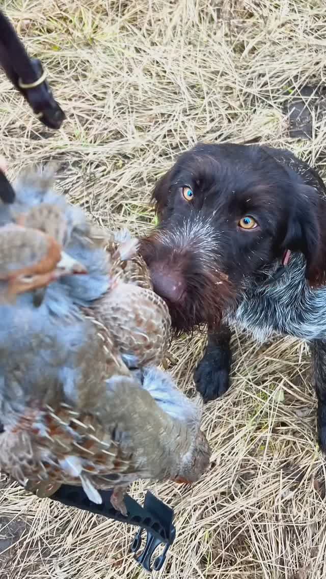 Первые работы по куропатке ученицы Скади Сатиллит Луны