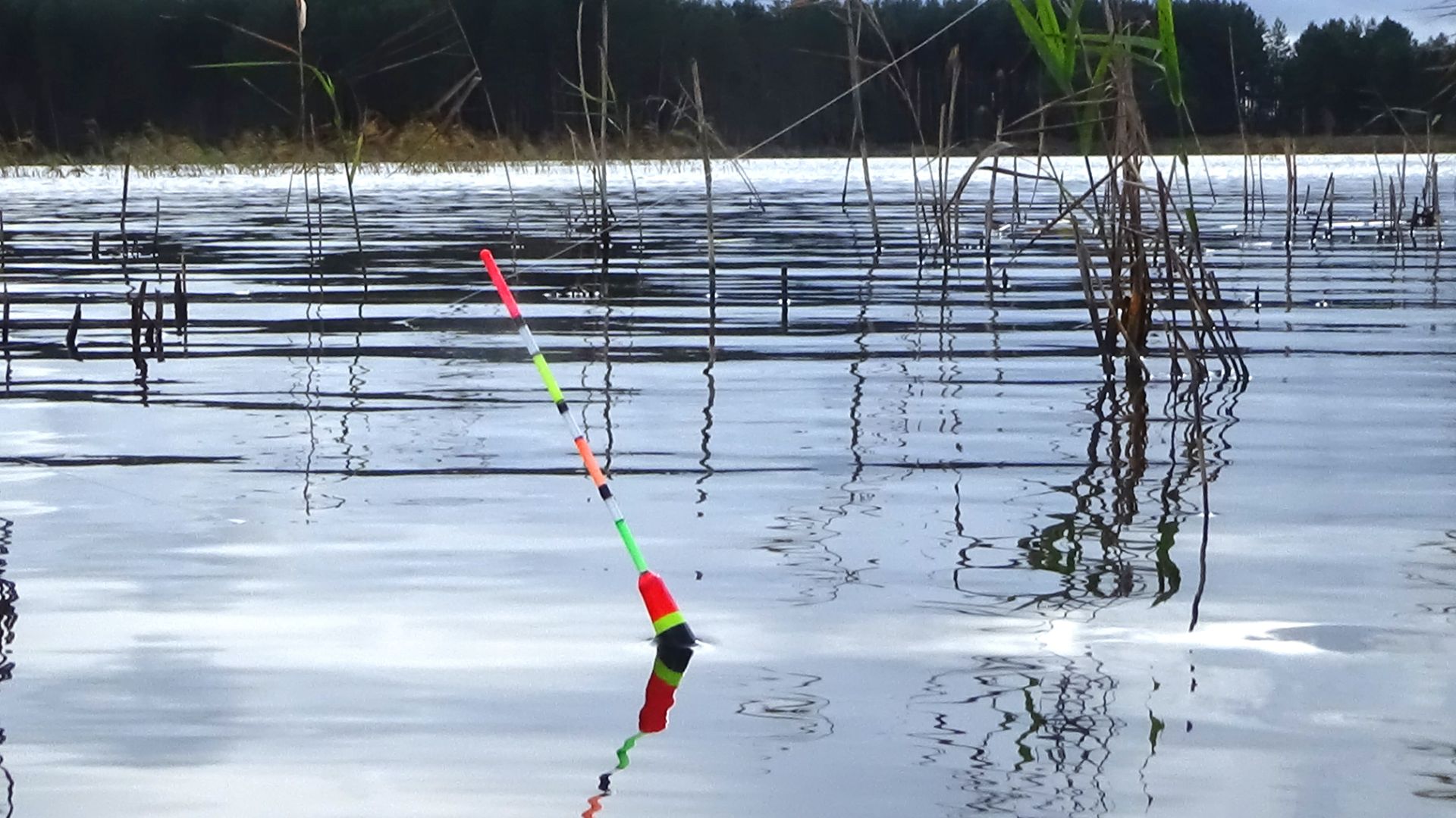 Рыбалка на поплавок 12 ноября на плотву с настила на маховую удочку на озере поздней осенью