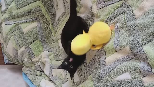 Кусь Дзюцу - показательное выступление