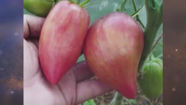 Каталог томатов 2025 года. Часть 7. г. Киров