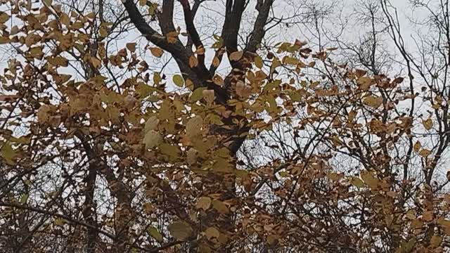 Чудо природы???