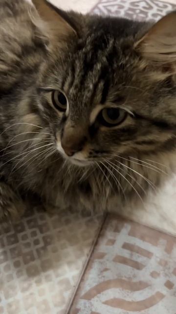 Кот интроверт