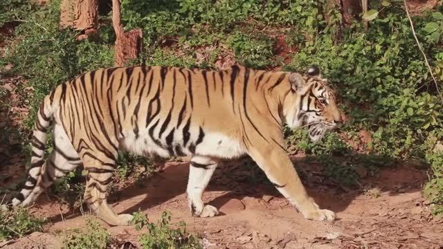 Берегите природу. Техника Альфаканал