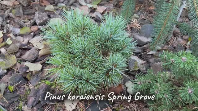 Pinus koraiensis Spring Grove