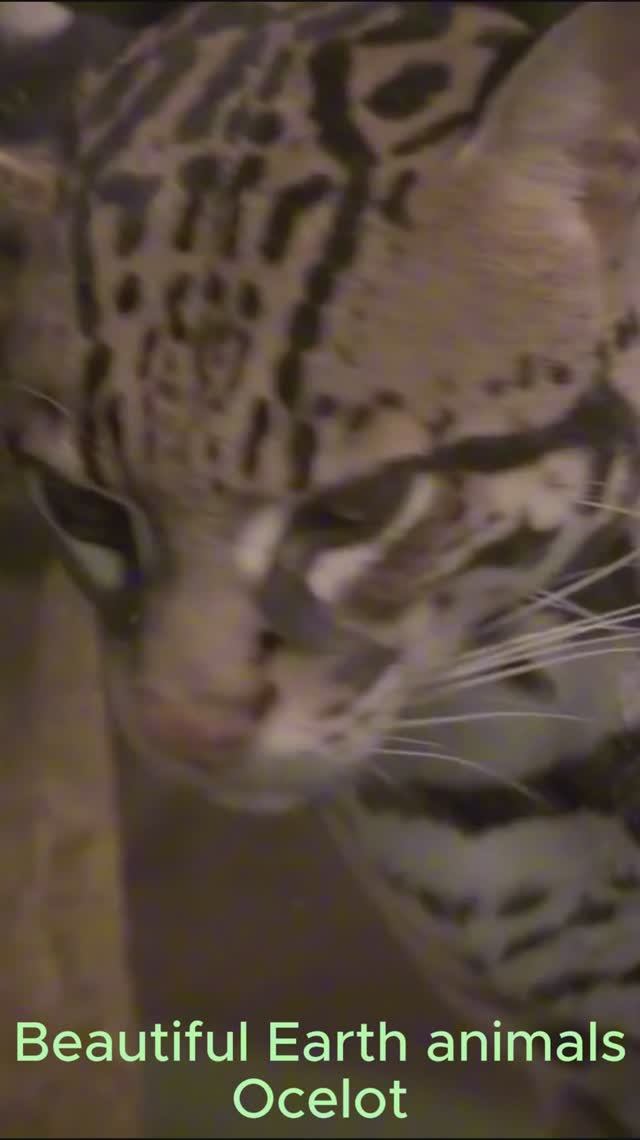 Красивые животные Земли - Ocelot