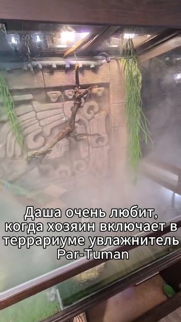 Увлажнитель для террариума