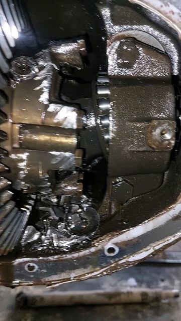 Газель попала в руки наездника