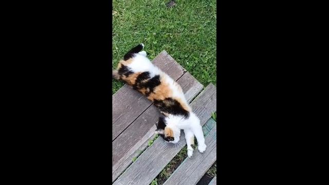 Умная кошка