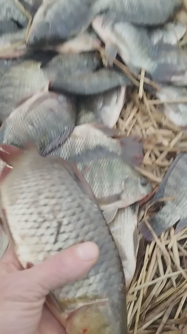 Вольная для Сазана. Рыбалка.