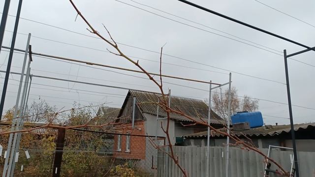 Подготовка виноградника к зиме продолжается 10.11. 2025 год